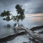 Trees – Moises Levy